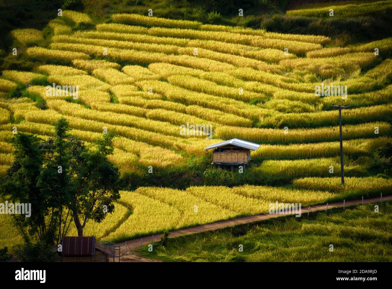 The beautiful scenery of the golden terraced rice field in Khun Pae ...