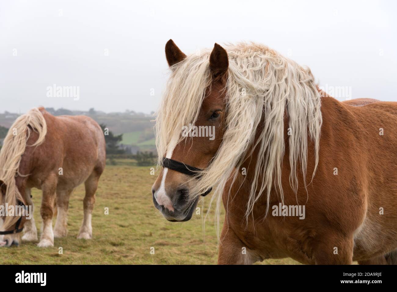 One horse in one way Stock Photo - Alamy
