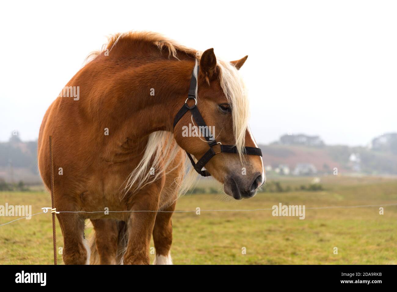 One horse in one way Stock Photo - Alamy