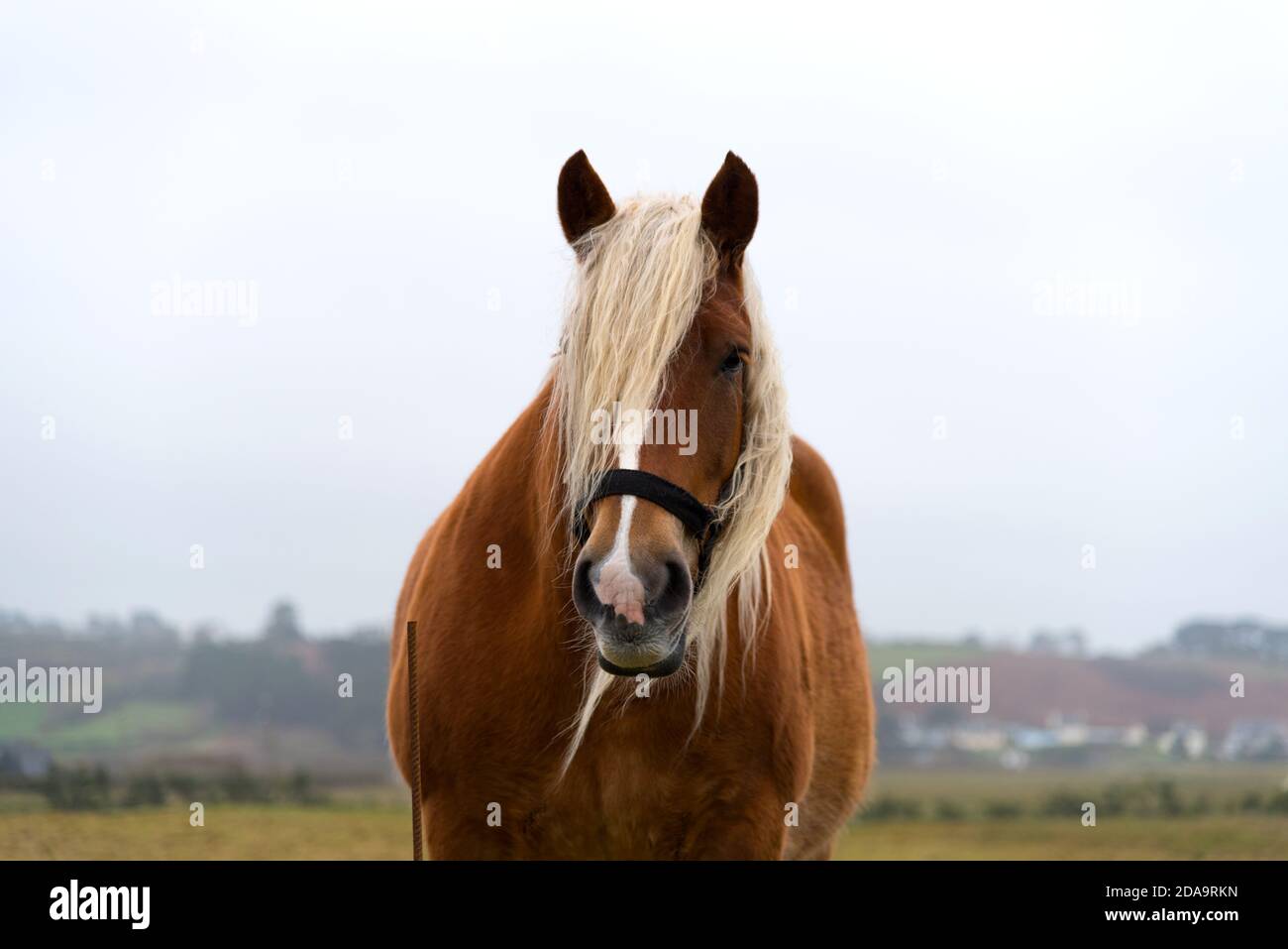 One horse in one way Stock Photo - Alamy