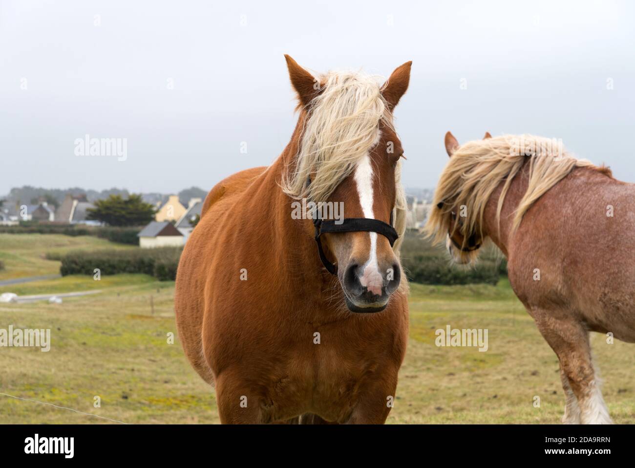 One horse in one way Stock Photo - Alamy