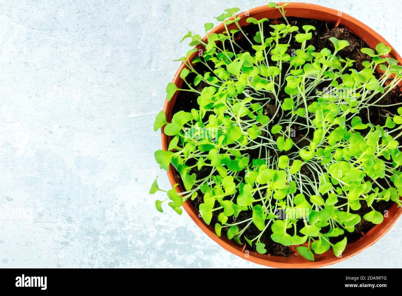 Micro greens sprouting in a planter, overhead shot with copy space ...