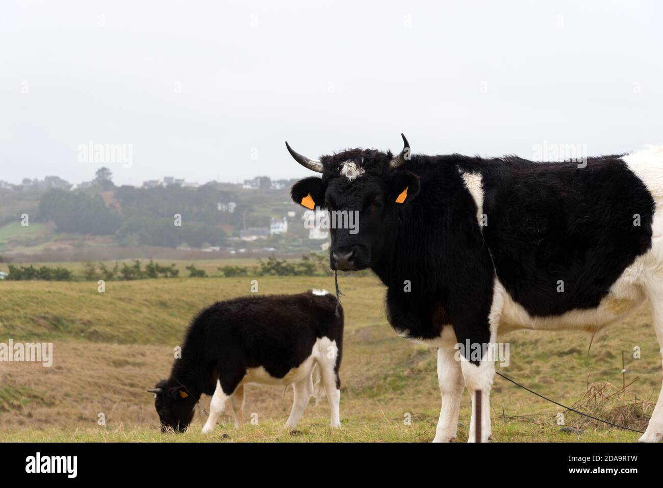 Mad cows hi-res stock photography and images - Alamy