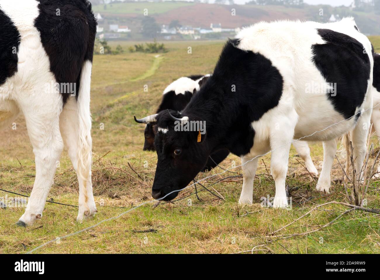Mad cows hi-res stock photography and images - Alamy