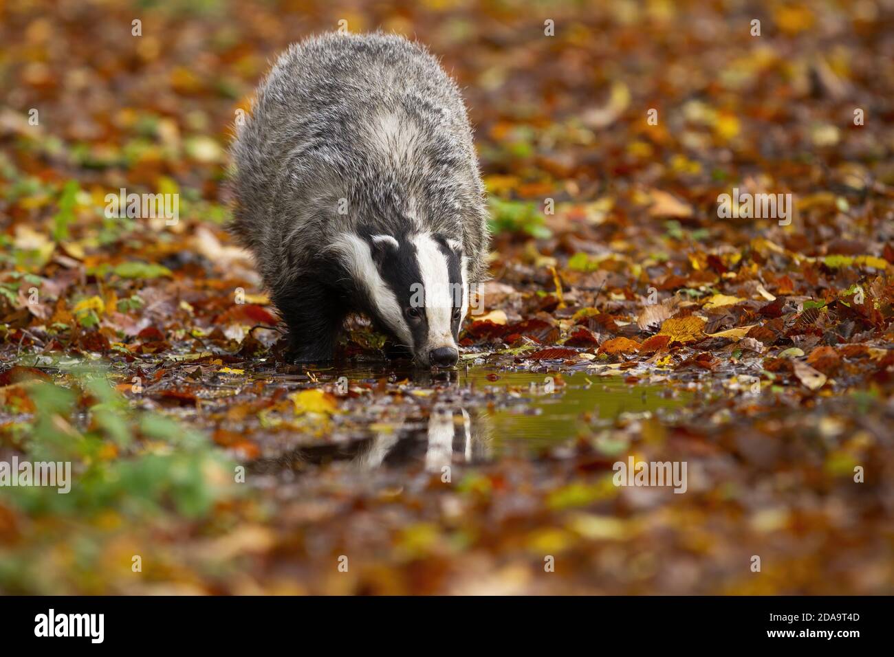 Badger drinking hi-res stock photography and images - Alamy