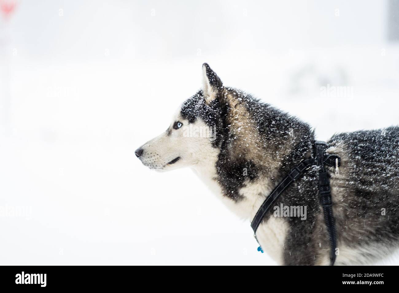 Dog photography poses hi-res stock photography and images - Alamy