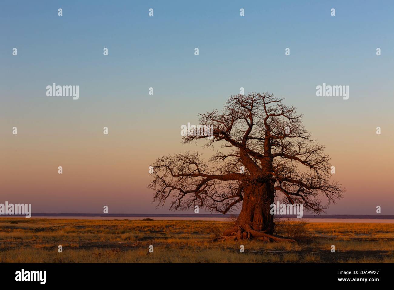 Large baobab tree after sunset Stock Photo - Alamy