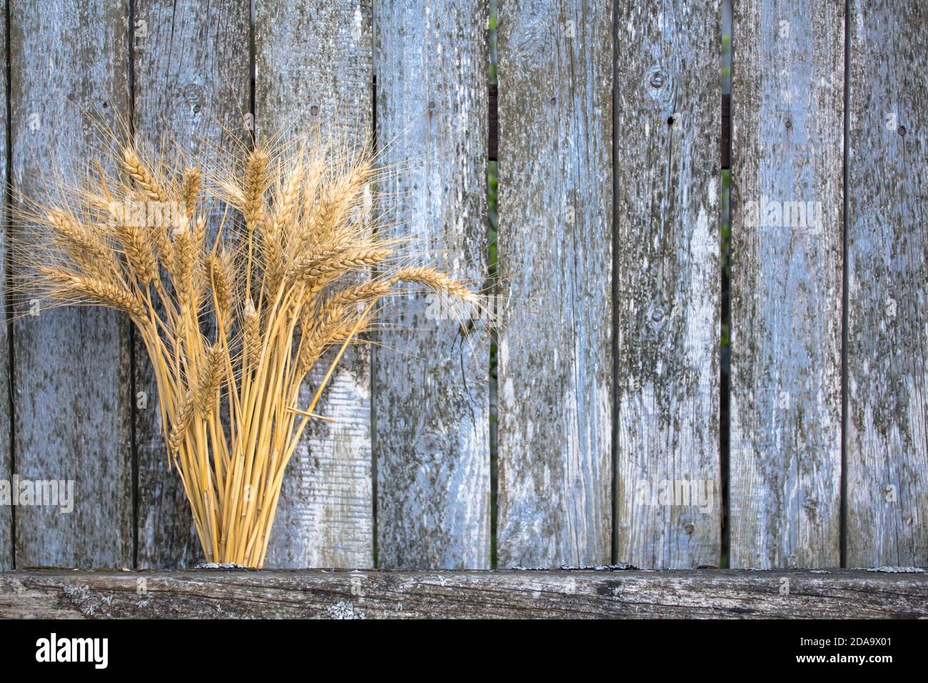 Wheat stand hi-res stock photography and images - Alamy