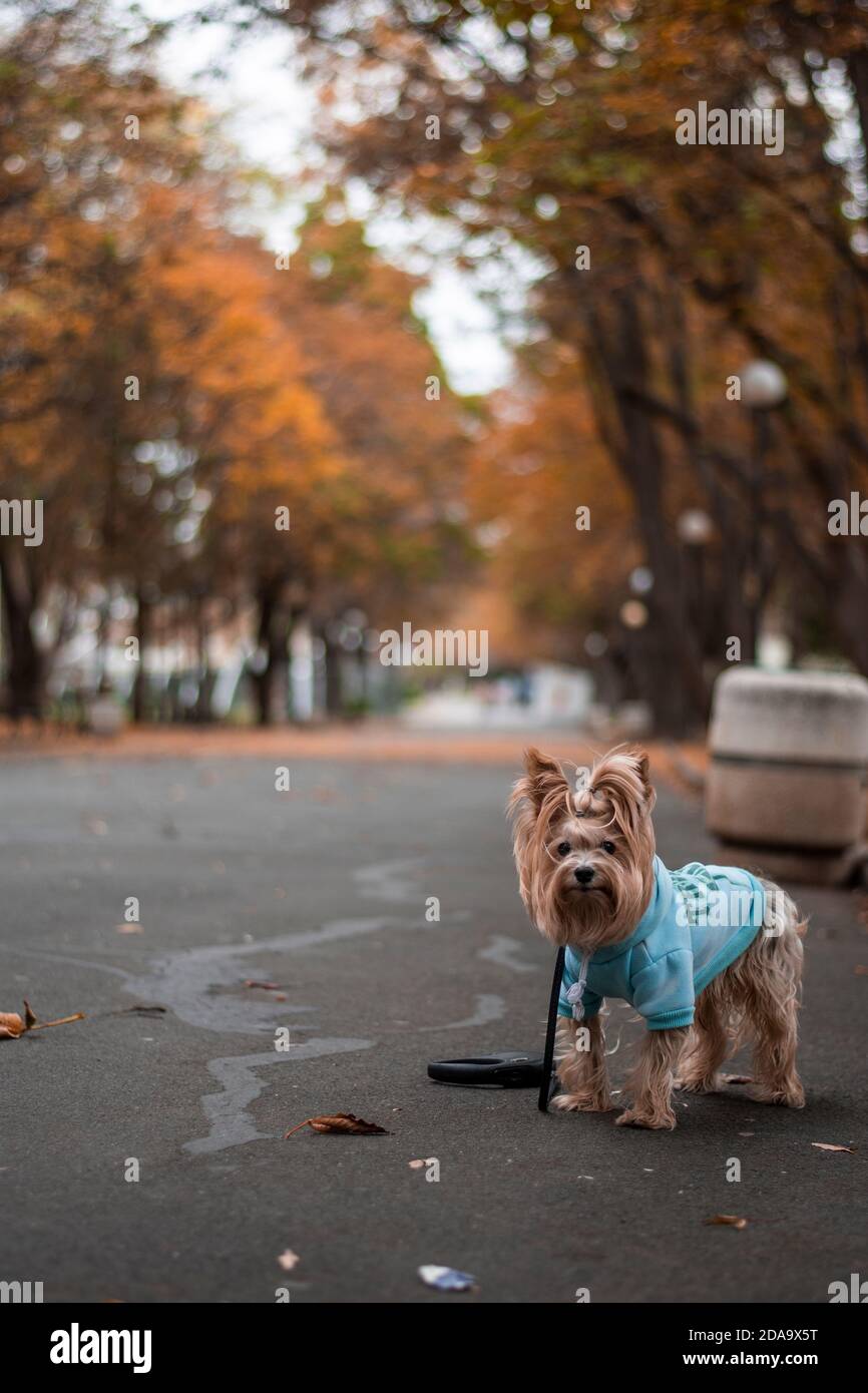 Yorkshire terrier playing in park hi-res stock photography and images ...