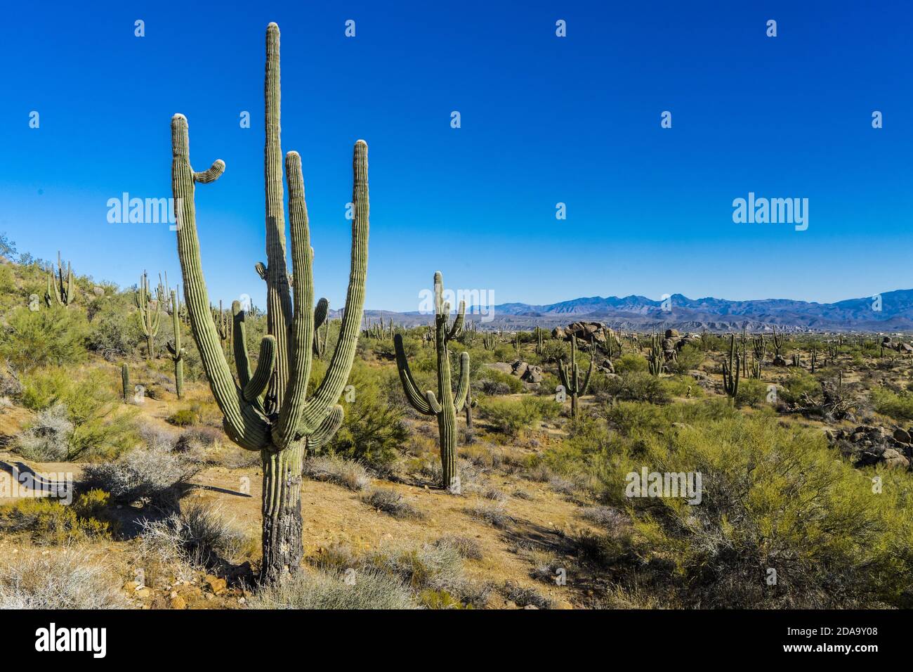 Saguaros tree-like cactus in the Sonoran Desert in Scottsdale, Arizona ...