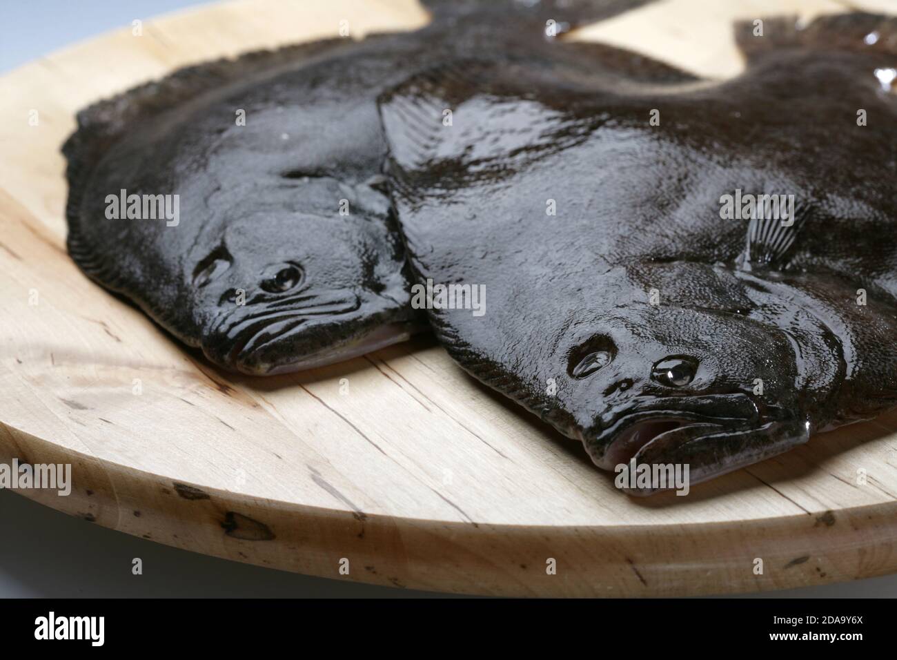 European plaice hi-res stock photography and images - Alamy