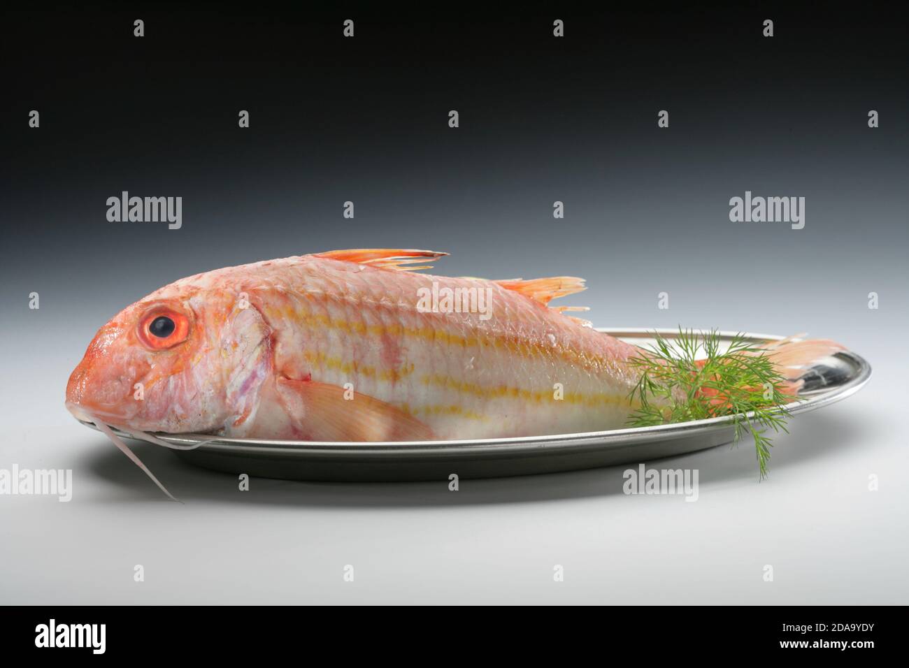 Mullus barbatus hi-res stock photography and images - Alamy