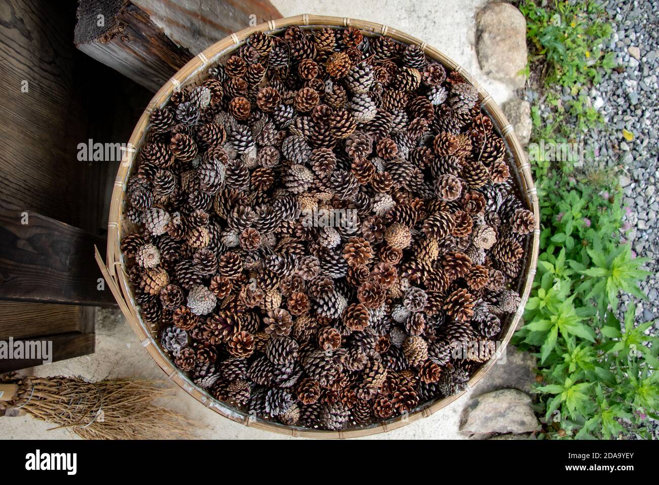 A heap of cones without seeds, dry cones on a plate Stock Photo - Alamy