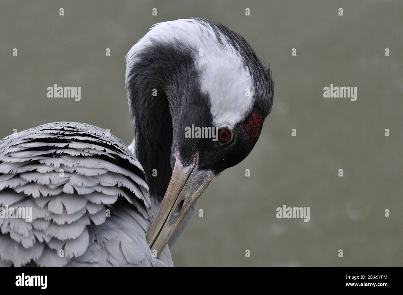 Common crane wingspan hi-res stock photography and images - Alamy