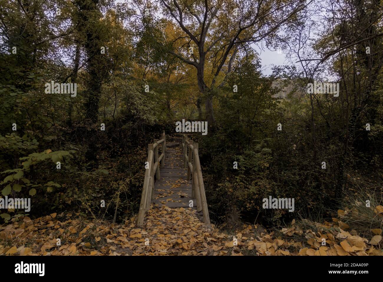 Wooden narrow bridge in an autumnal colorful forest covered with fallen ...