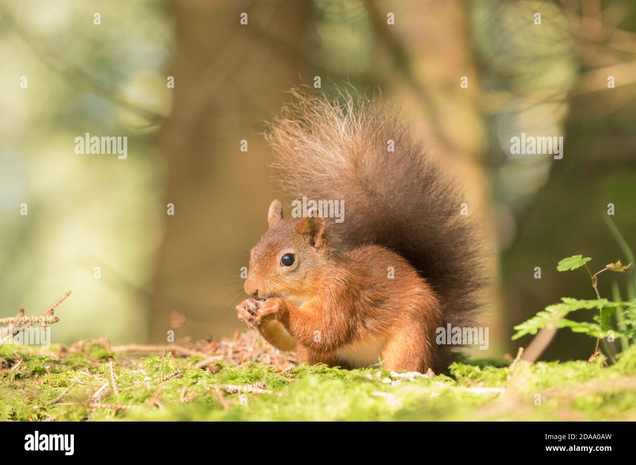 Red squirrels british isles hi-res stock photography and images - Alamy