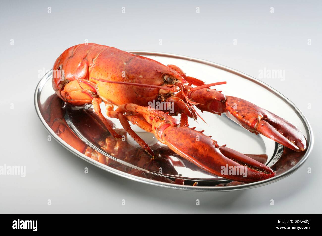 Homarus gammarus, European lobster, common lobster. (CTK Photo/Zdenek ...