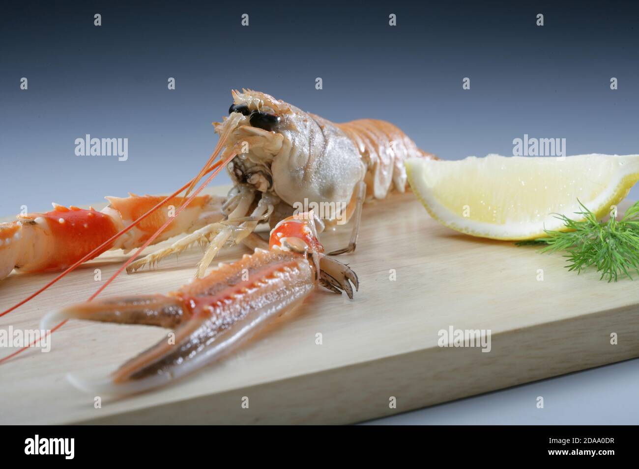 Nephrops norvegicus, Norway lobster, Dublin Bay prawn, langoustine ...