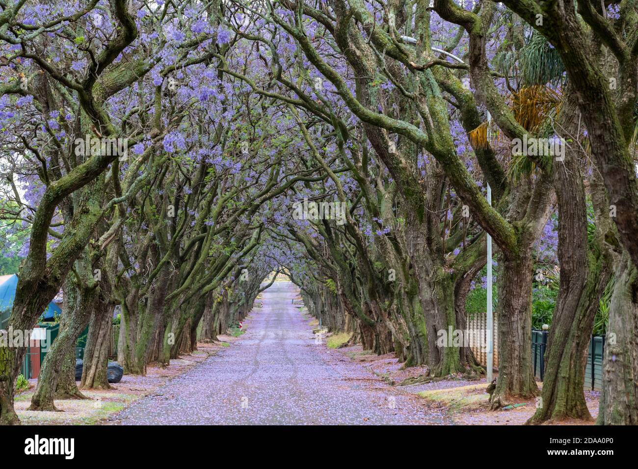 Street with blooming jacaranda trees hi-res stock photography and ...