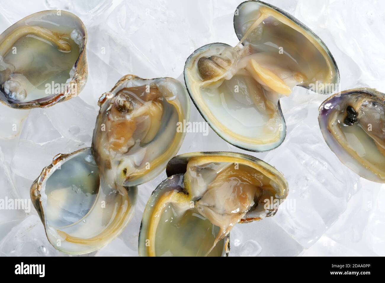 Ostrea edulis, European flat oyster, oysters. (CTK Photo/Zdenek Rerych ...