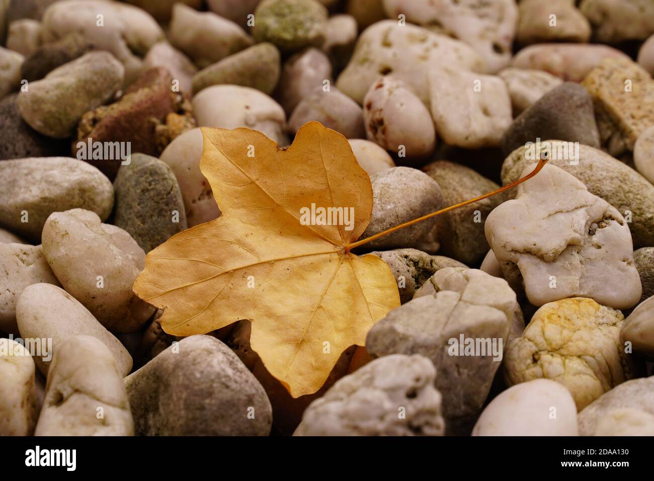 Single fallen leaf on pebbles during autumn Stock Photo - Alamy