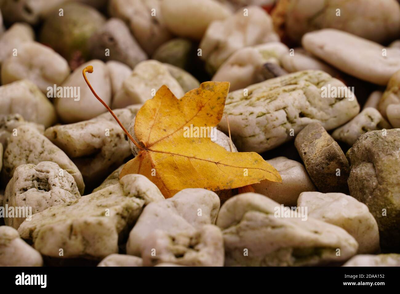 Single fallen leaf on pebbles during autumn Stock Photo - Alamy