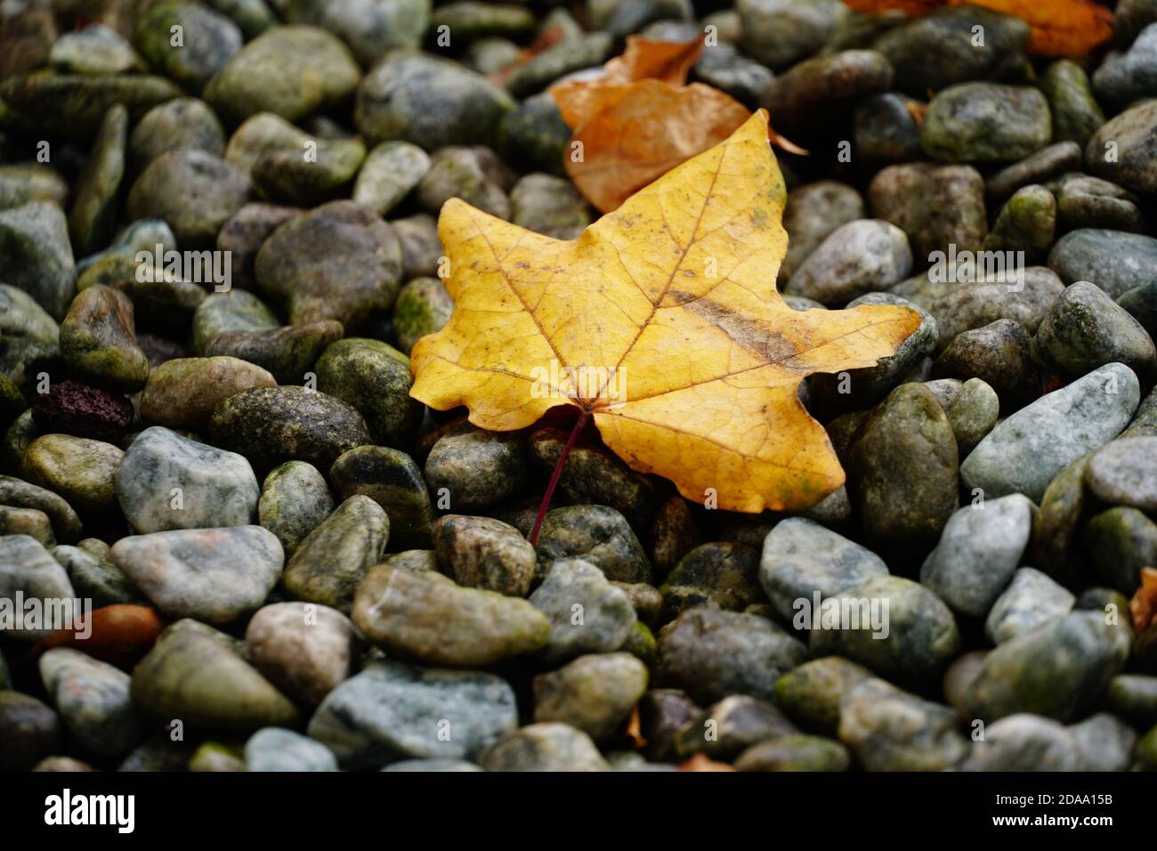 Single fallen leaf on pebbles during autumn Stock Photo - Alamy