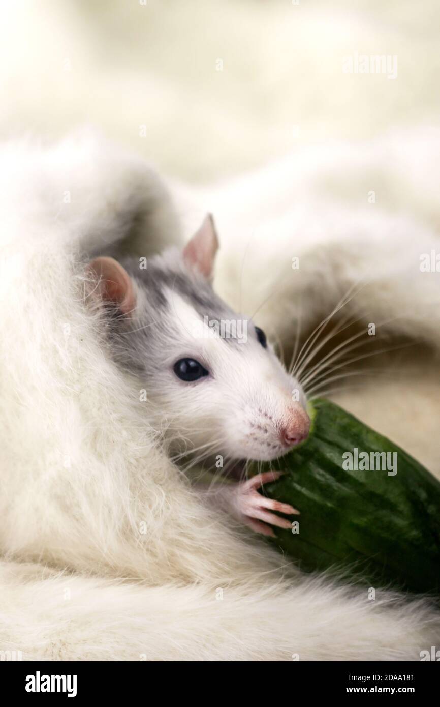 Single little cute decorative rat pet on white fluffy background Stock ...