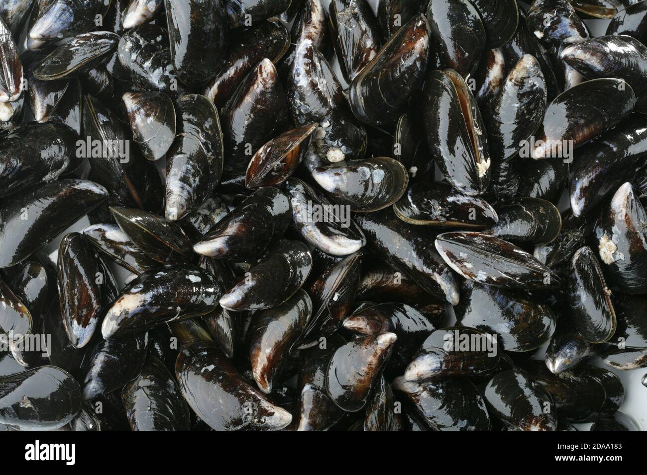 Mediterranean mussel (Mytilus galloprovincialis). (CTK Photo/Zdenek ...