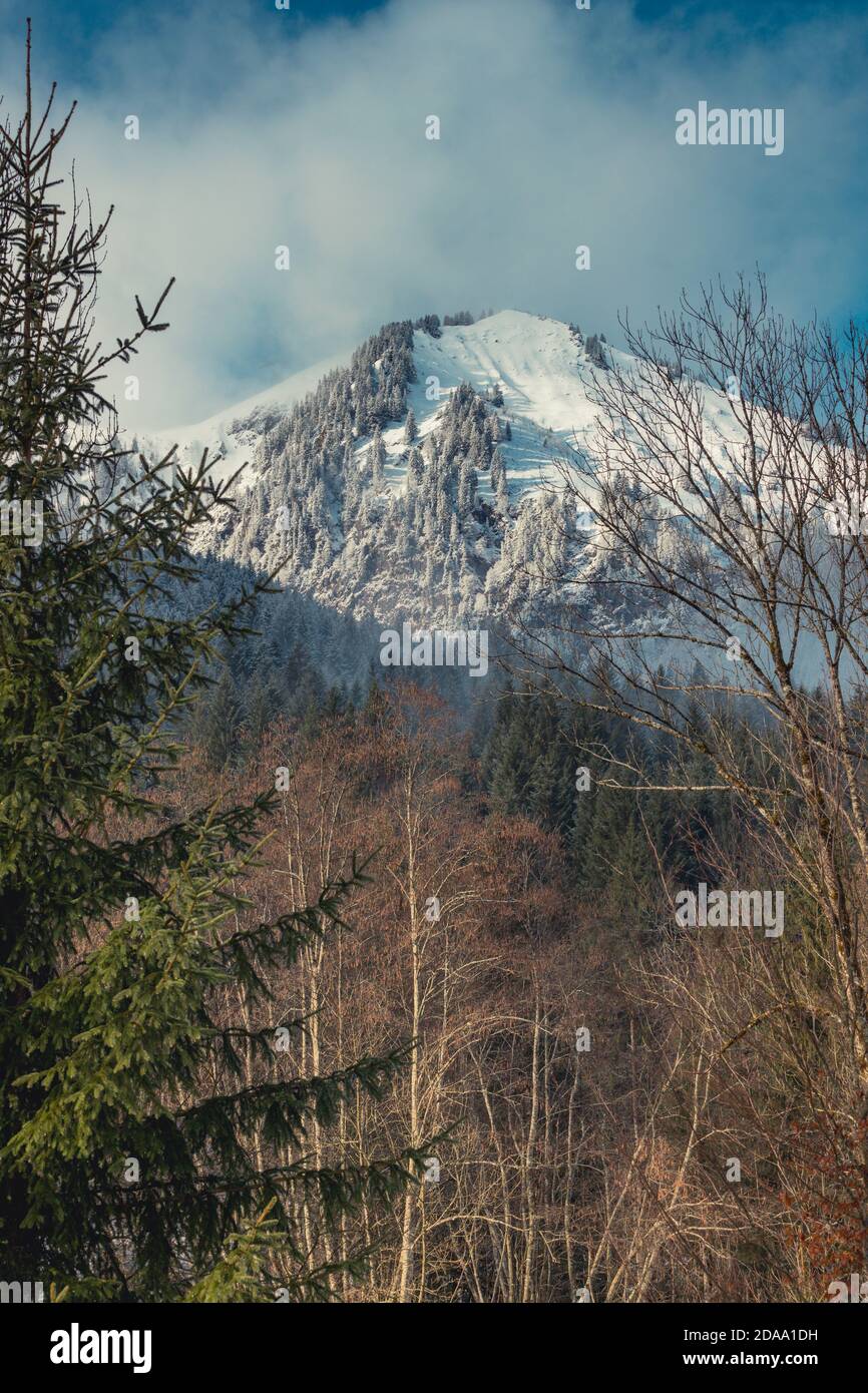 French Alps mountain view with pine trees Stock Photo - Alamy