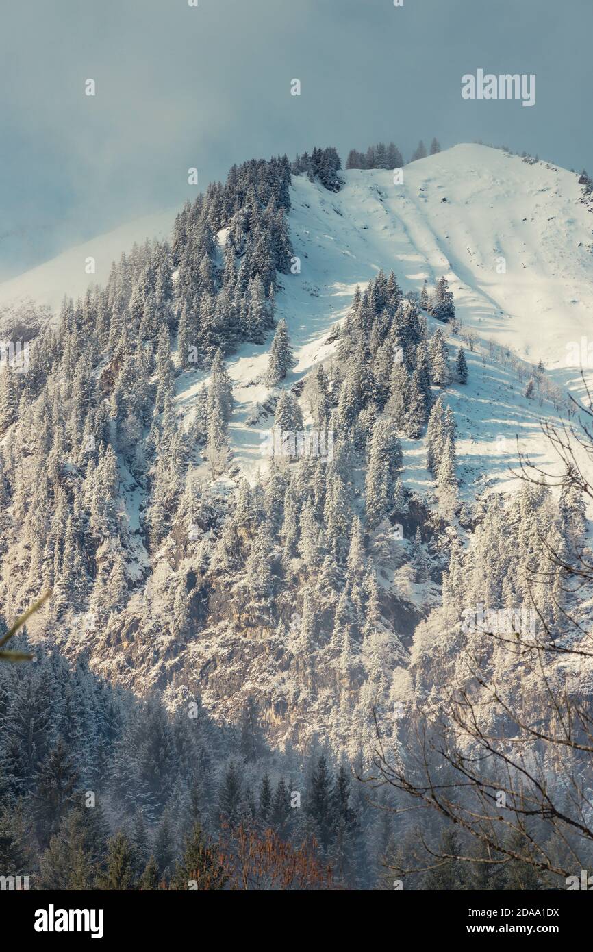 French Alps mountain view with pine trees Stock Photo - Alamy