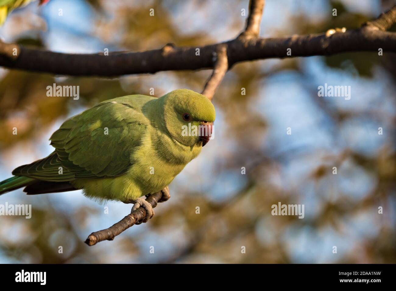 Resting parrot hi-res stock photography and images - Alamy