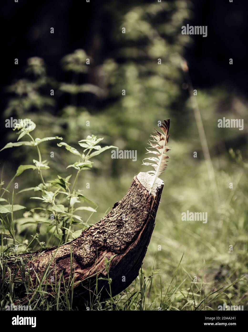 Feather in tree trunk Stock Photo - Alamy