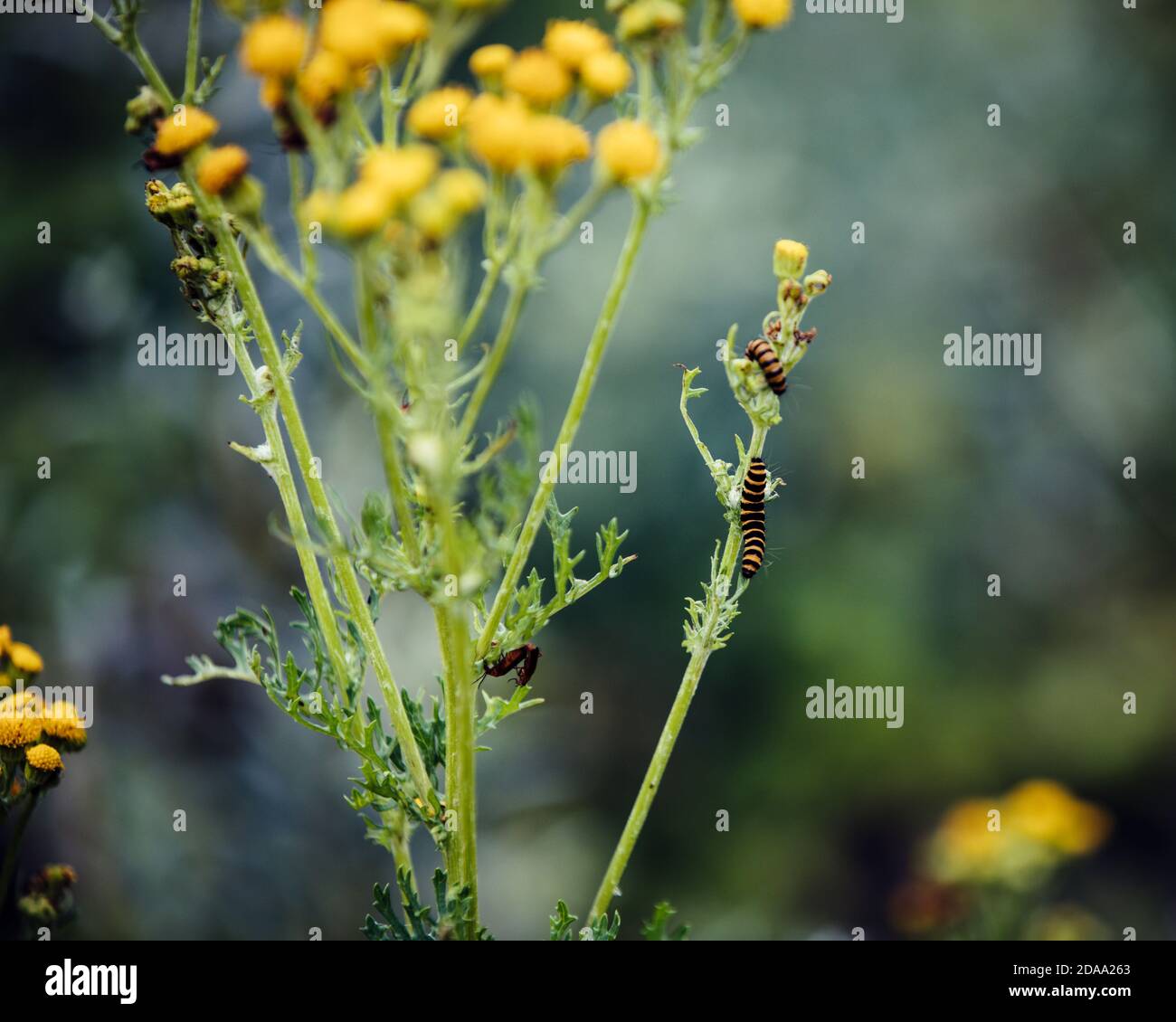 Caterpillars and little bugs enjoying this flower Stock Photo - Alamy