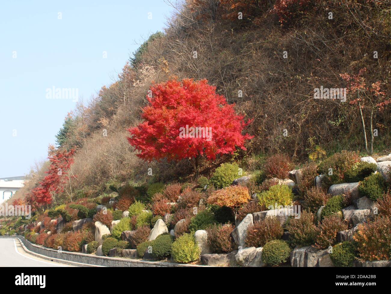 Bright red Japanese maple tree on a terraced hillside Stock Photo - Alamy