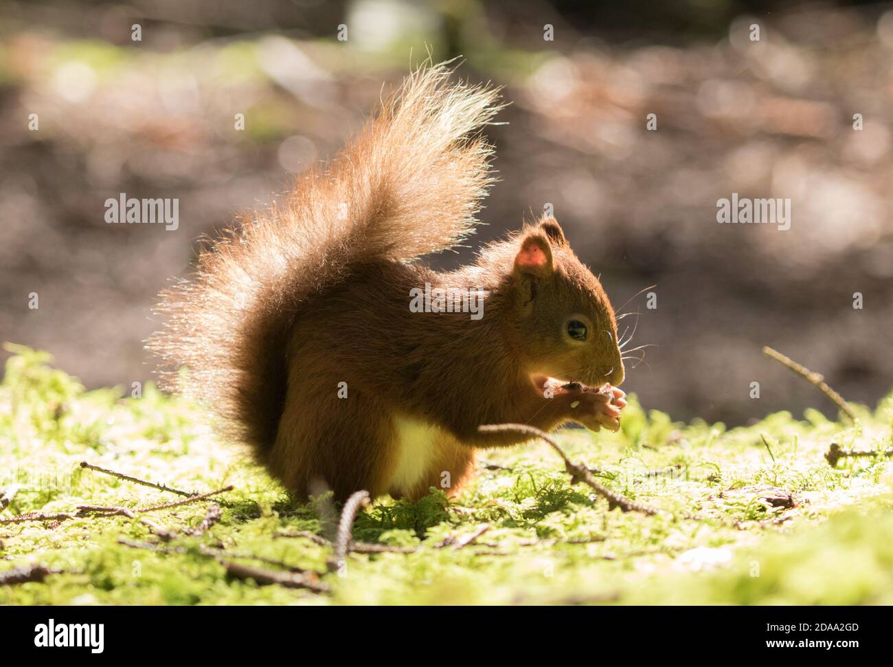 Rodents of british isles hi-res stock photography and images - Alamy