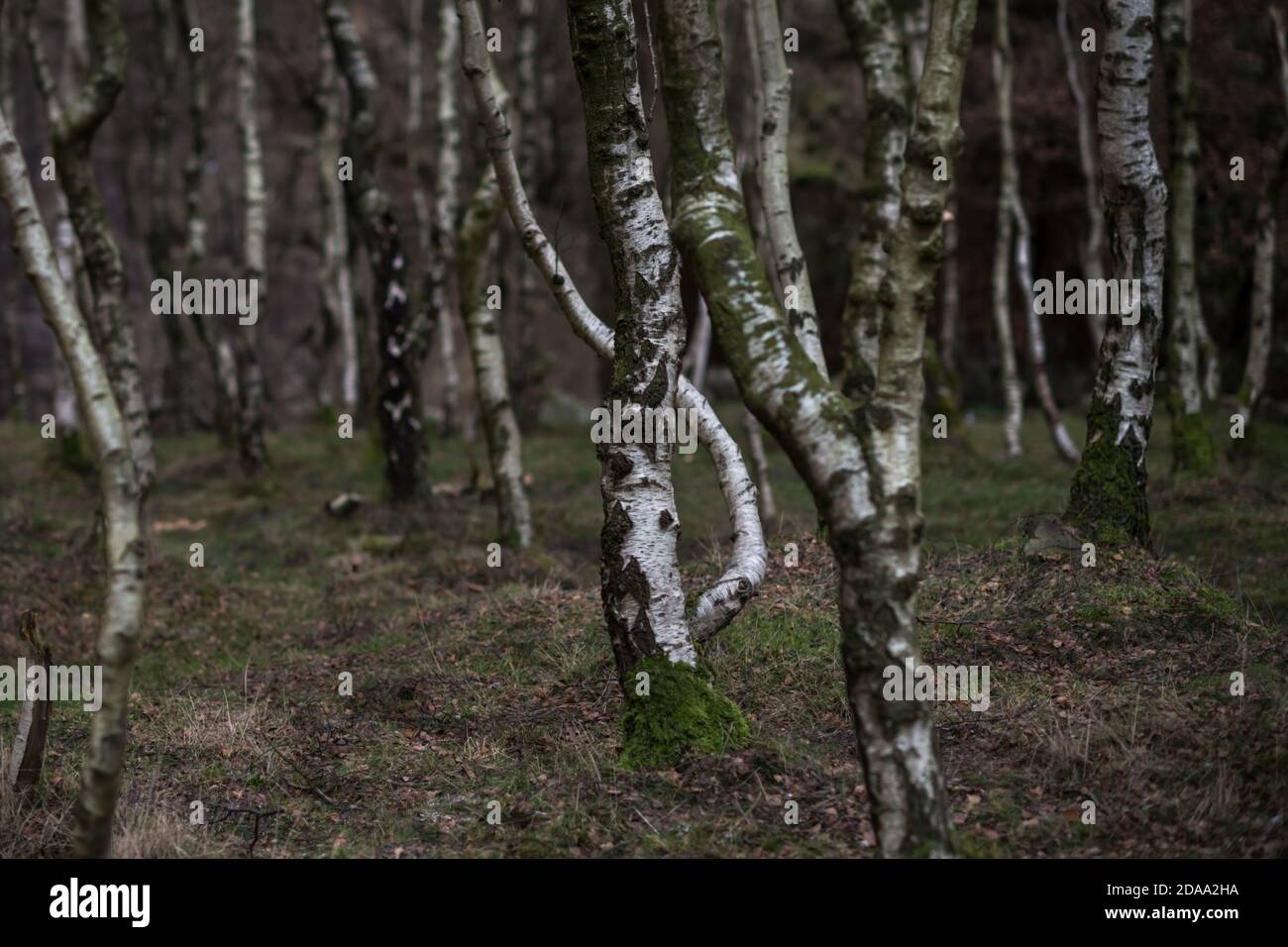 Silver birch trees lit by moonlight, Lawrencefield quarry (near ...
