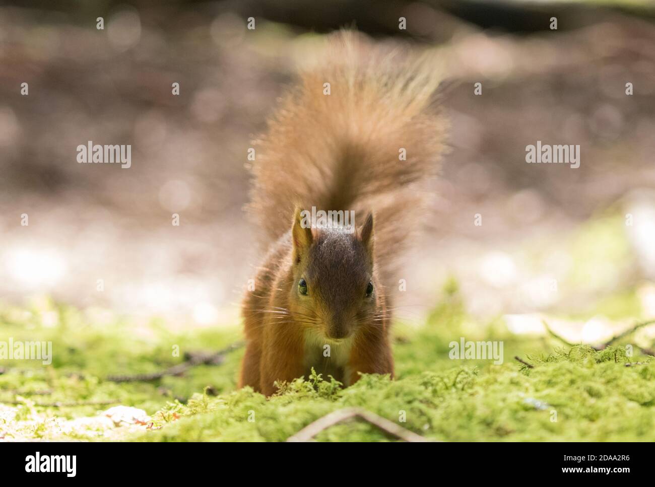 Red squirrels hawes hi-res stock photography and images - Alamy