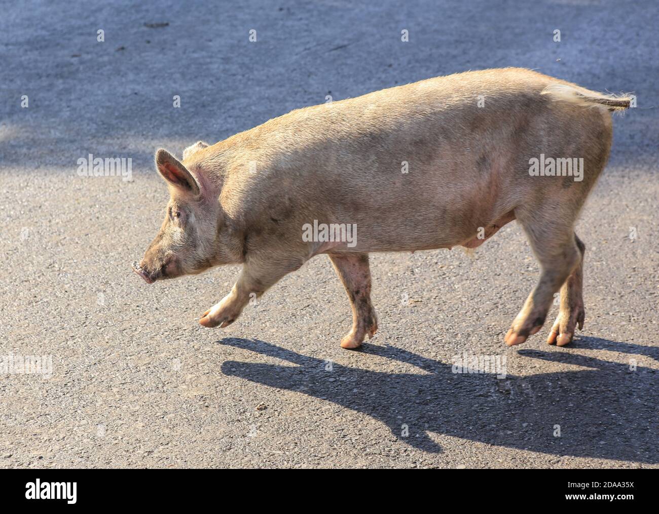 Large white pig hi-res stock photography and images - Alamy