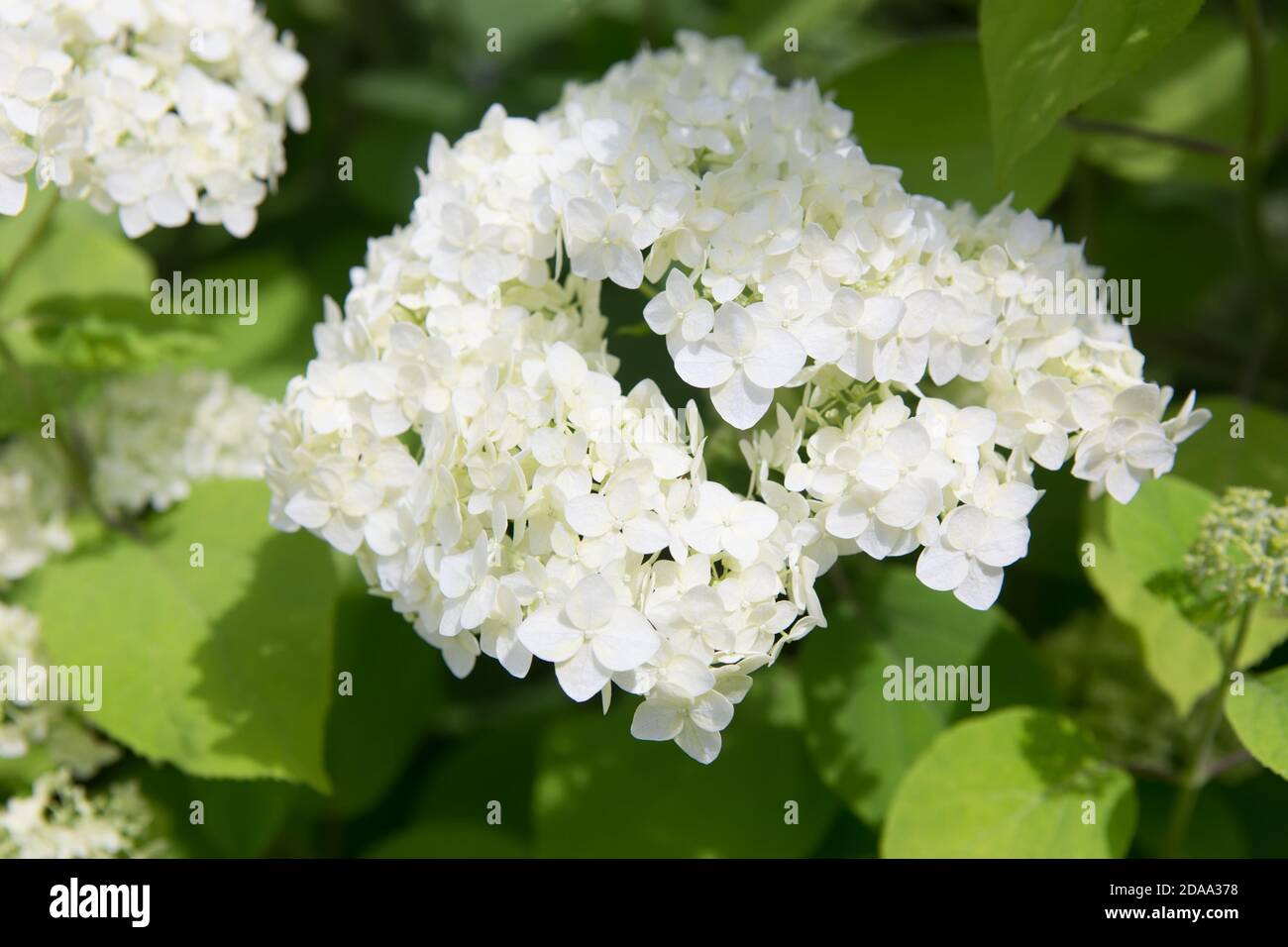 big bush of white blossoming hydrangea Stock Photo - Alamy