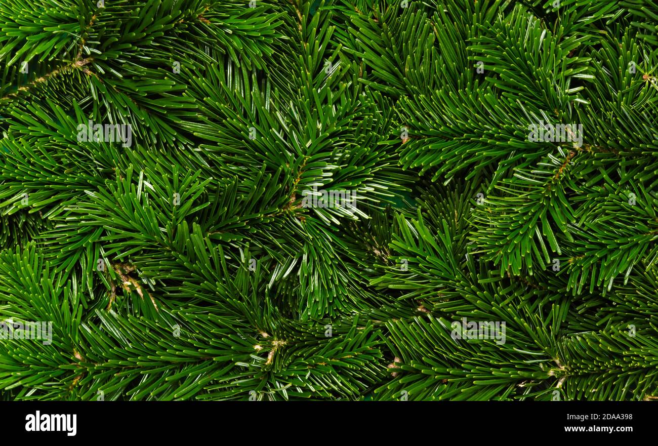 Christmas tree background. Texture of green branches of Nordmann fir ...