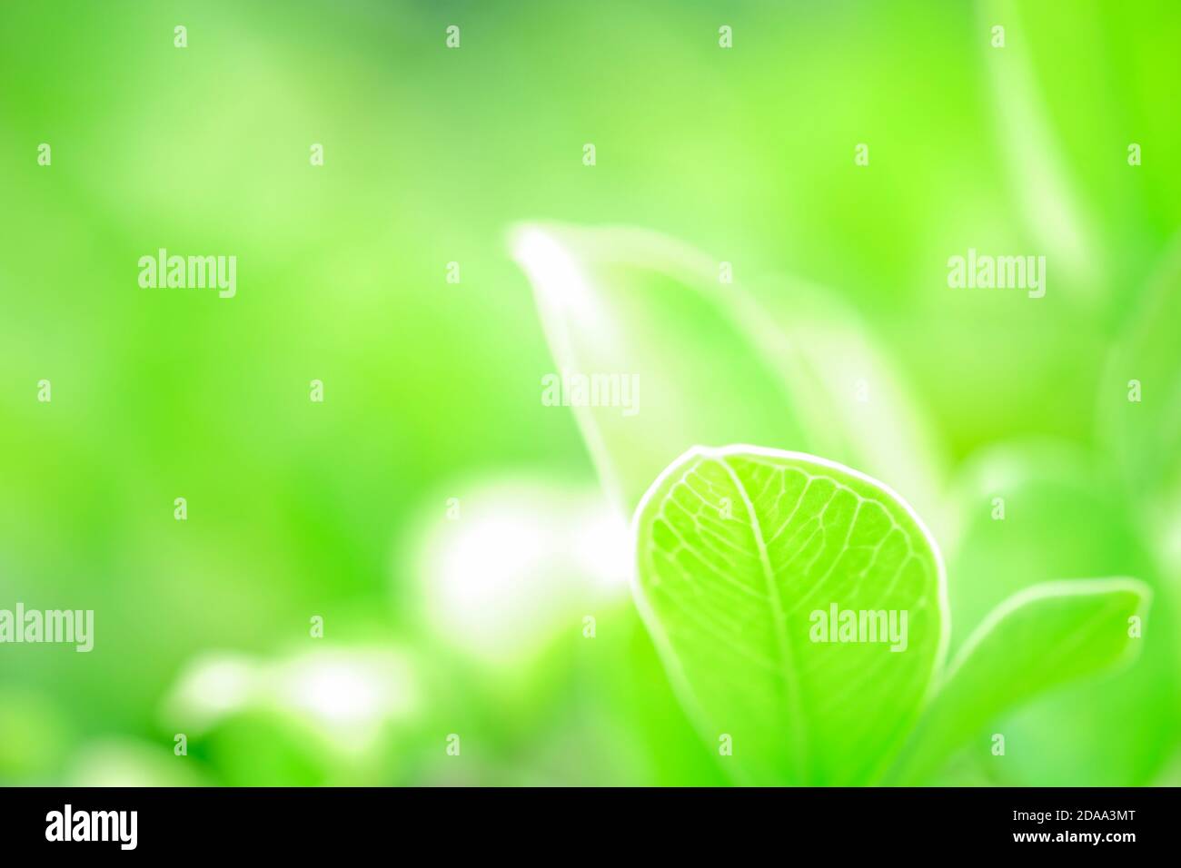 Fresh green leaf on green nature blurred background, greenery season ...