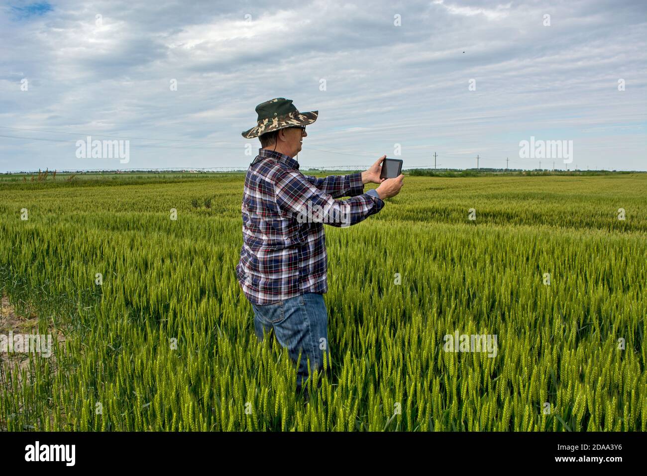 An agronomist or farmer in a field of grain that he controls. Examines ...