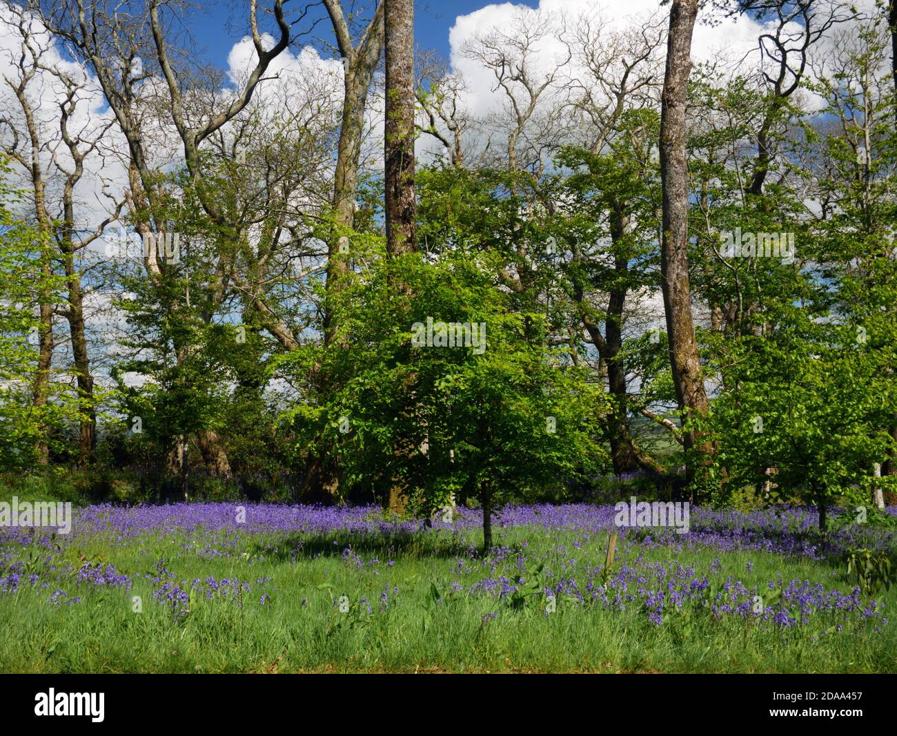 Lerryn cornwall hi-res stock photography and images - Alamy