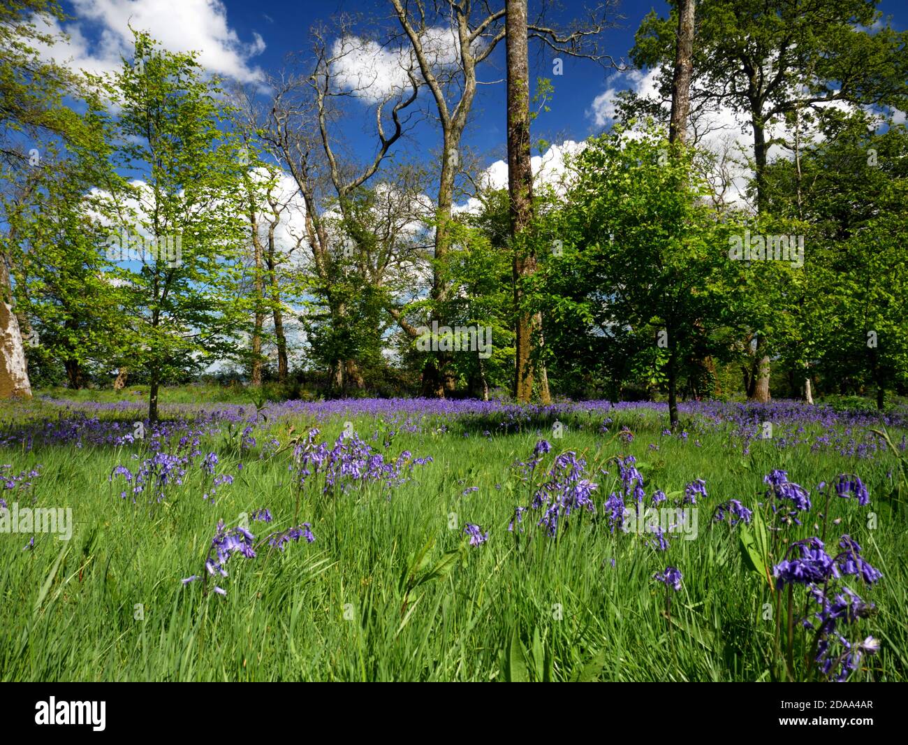 Lerryn cornwall hi-res stock photography and images - Alamy