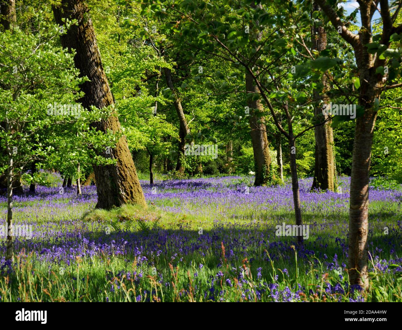 Lerryn cornwall hi-res stock photography and images - Alamy