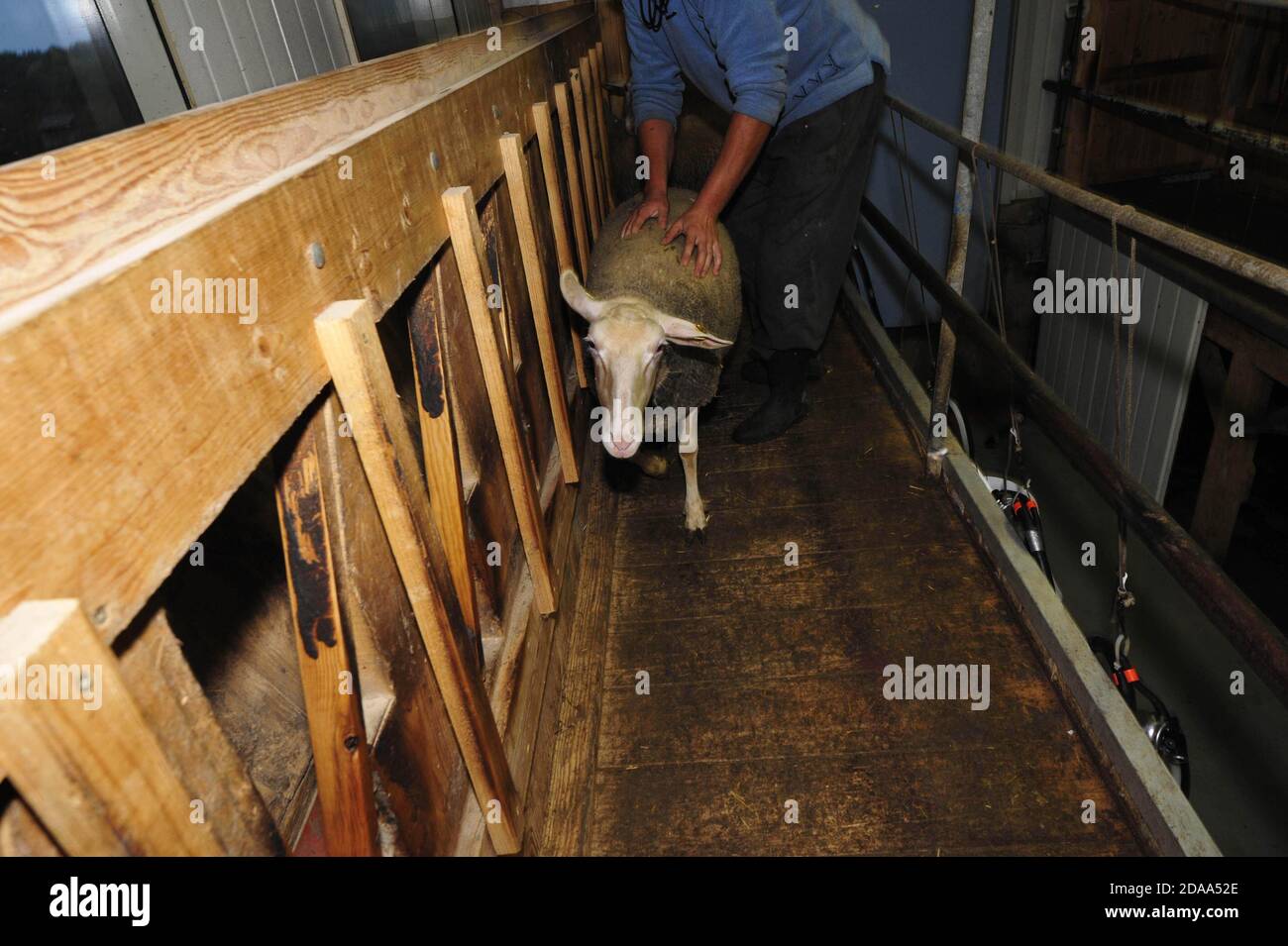sheep breeding on a farm, sheep kept in a shed Stock Photo - Alamy