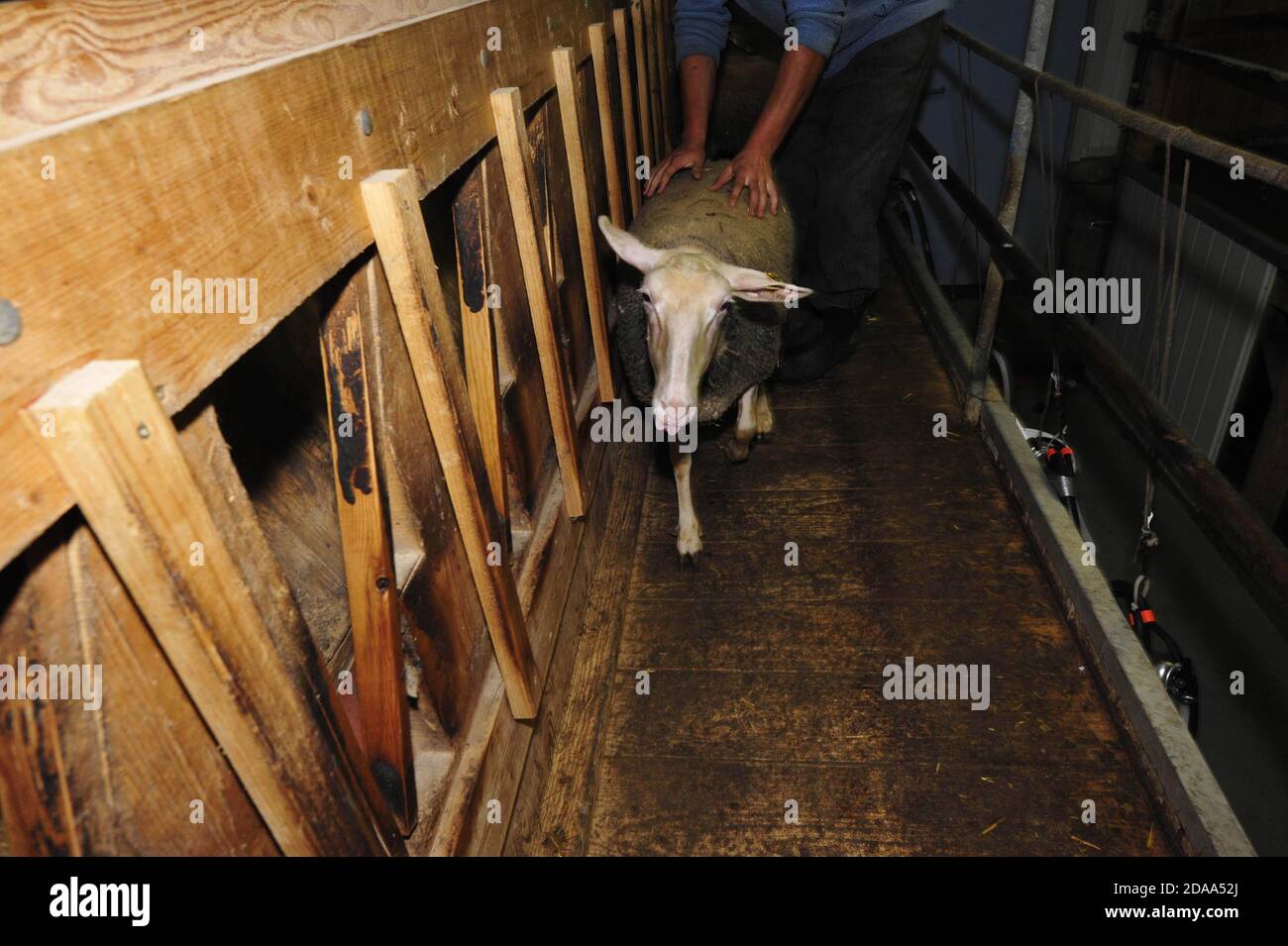 sheep breeding on a farm, sheep kept in a shed Stock Photo - Alamy
