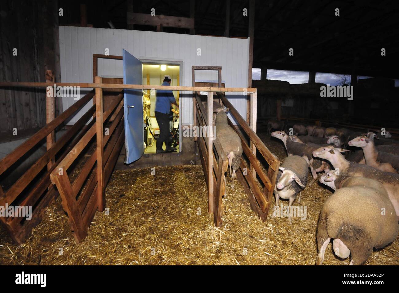 sheep breeding on a farm, sheep kept in a shed Stock Photo - Alamy
