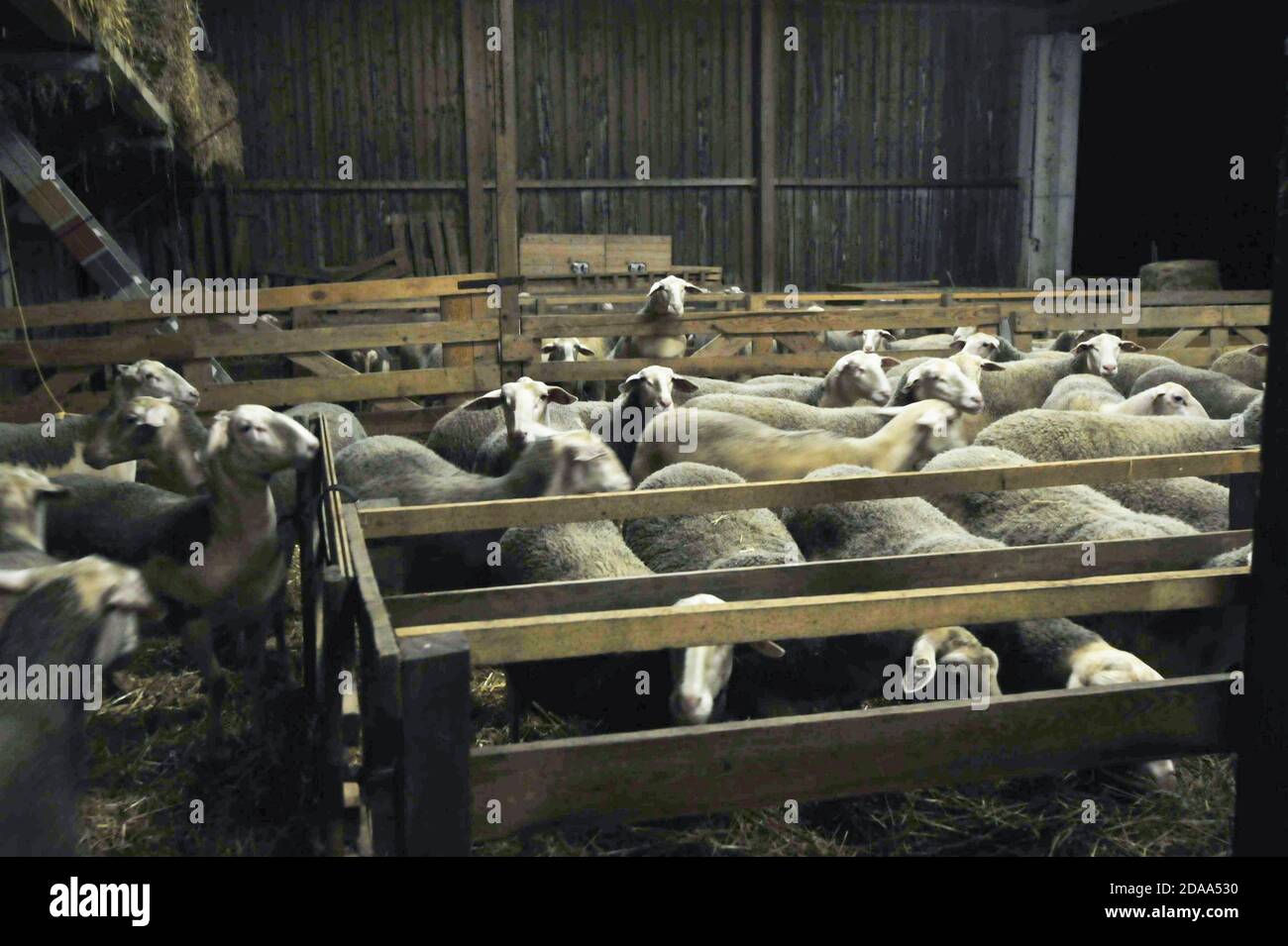 sheep breeding on a farm, sheep kept in a shed Stock Photo - Alamy